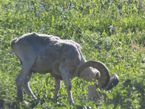 MagView Digiscoping System Review - Rokslide