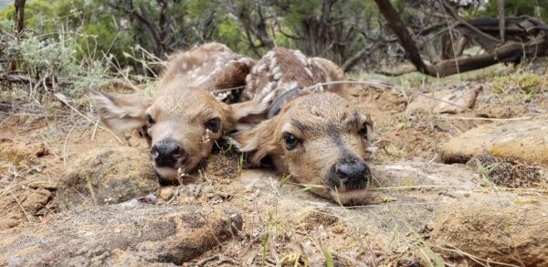 Coyotes vs. Mule Deer vs. Rabbits - Rokslide