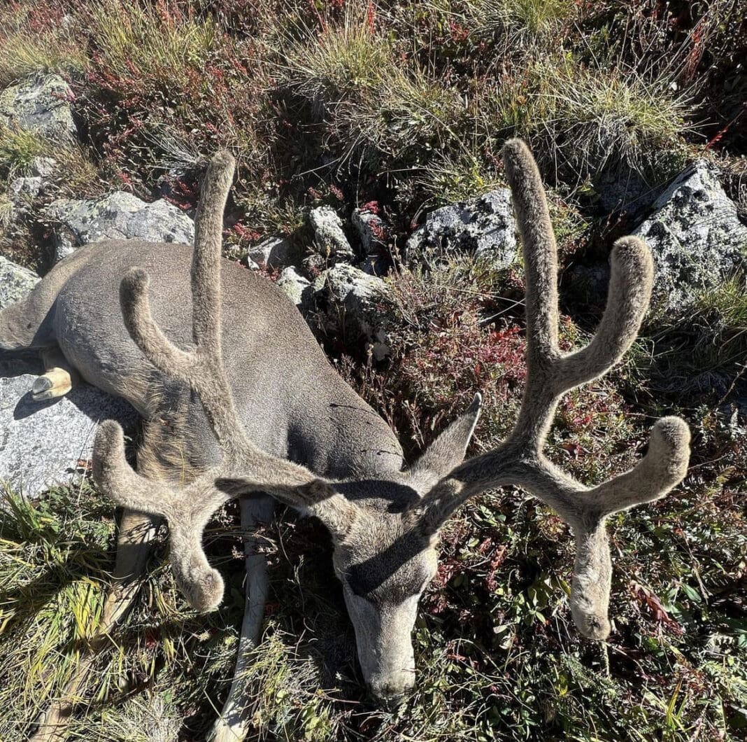 The Mule Deer Stalker - Rokslide