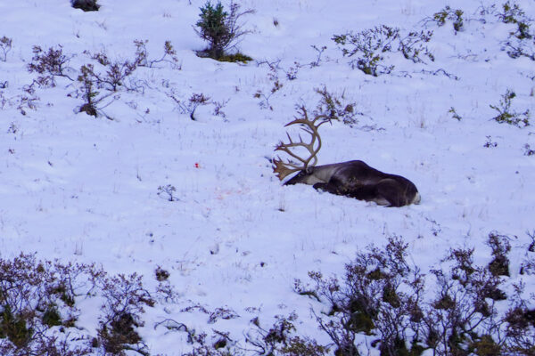 Alaska Caribou: Send It - Rokslide