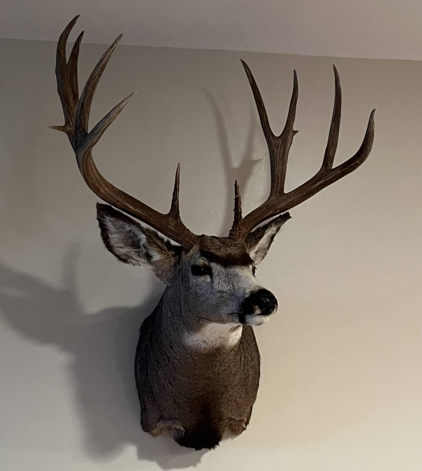 192 Net Boone & Crockett Typical Mule Deer - Rokslide
