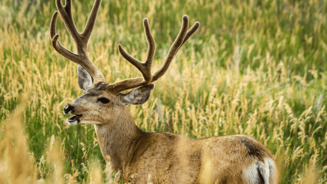 Winter Range, Clothing & Optics for Hunting Big Mule Deer - Rokslide