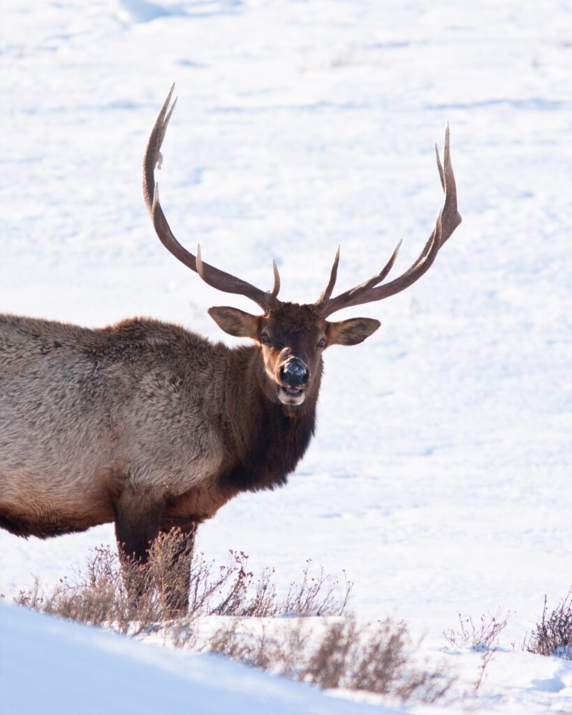 Historical Idaho Deer & Elk Tag Numbers - Rokslide