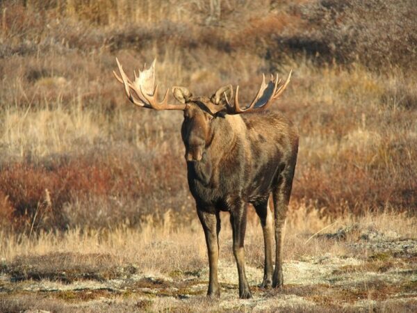 Scouting for Bull Moose - Rokslide