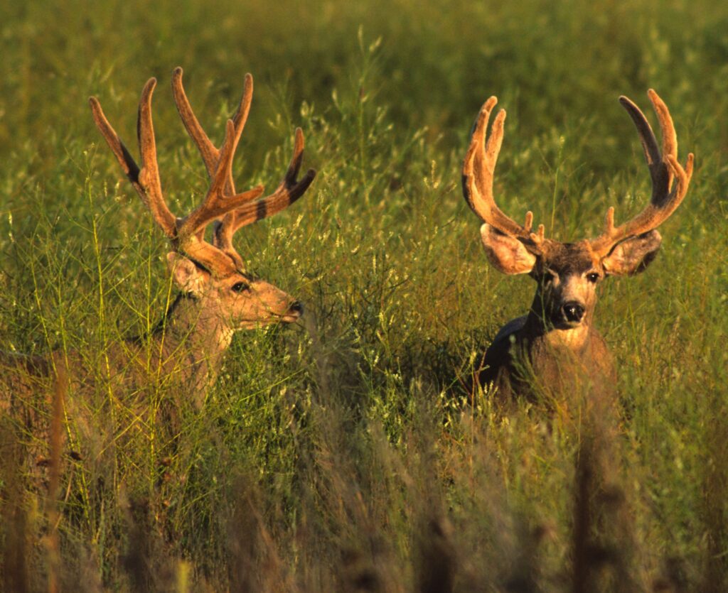 Canadian Archery Mule Deer Hunt Wrap - Rokslide