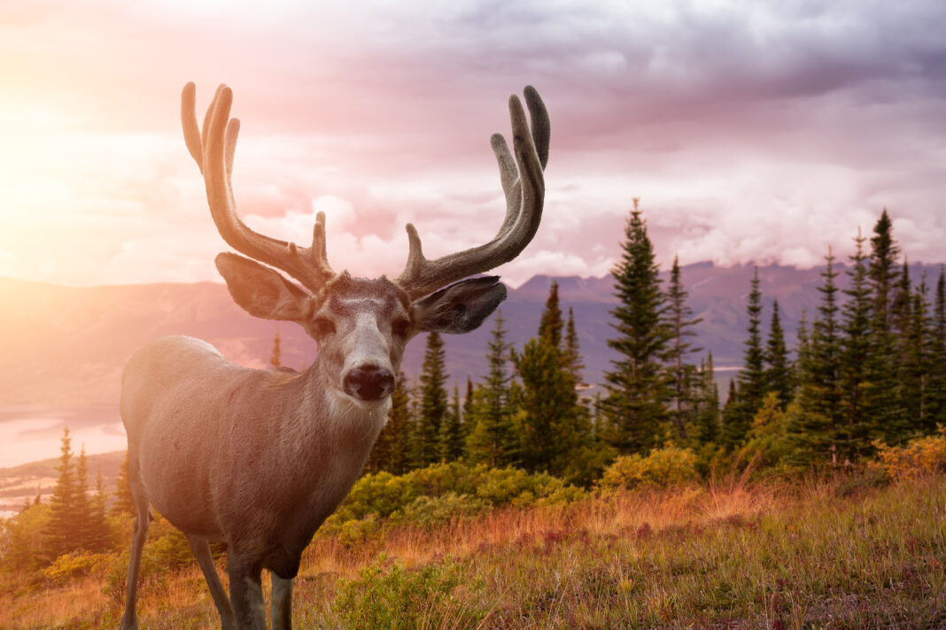 Oregon Mule Deer: Sweeping Unit Boundary Changes - Rokslide