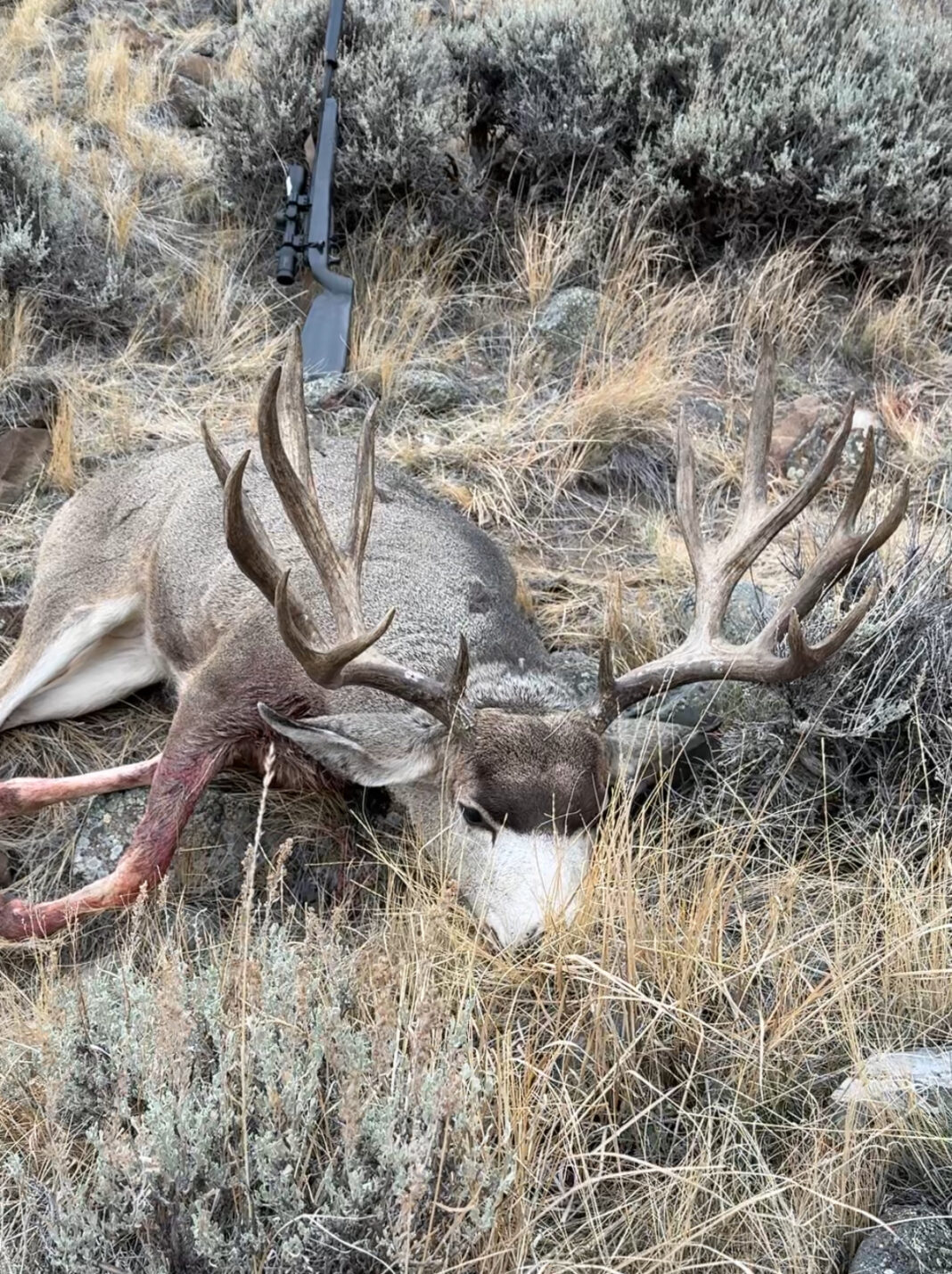 Hunting Big Mule Deer Migration Style - Rokslide